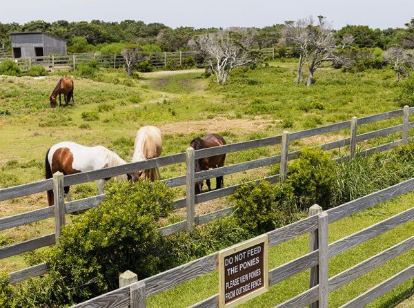 Ocracoke’s Banker Ponies